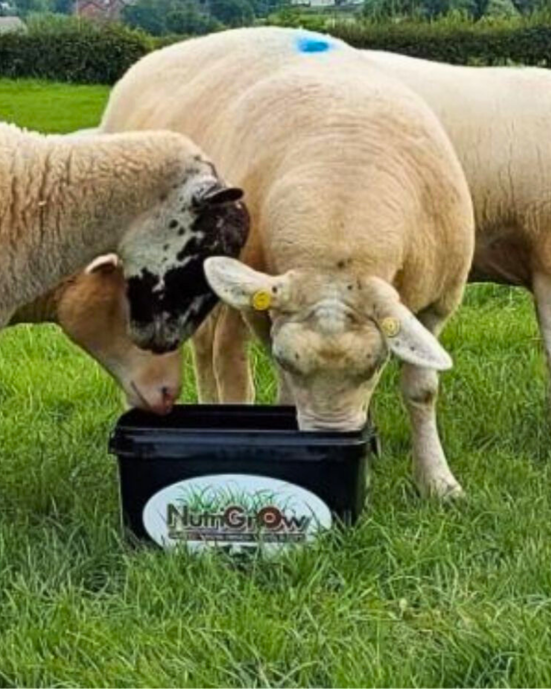 What Your Sheep Need to Thrive: Spring & Summer Care – NutriGrowSupplies