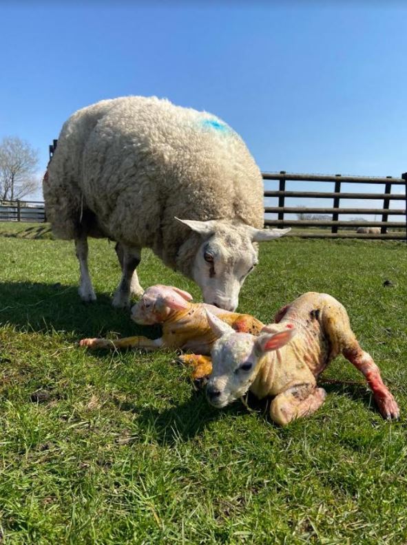 The Rewards of a Successful Lambing – NutriGrowSupplies